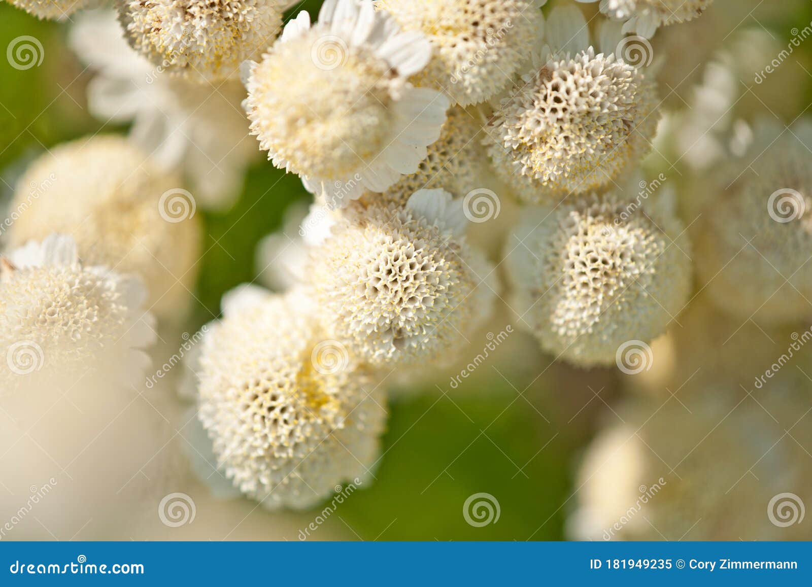 Close Up of a White Flower Bundle Stock Image - Image of spring, floral ...
