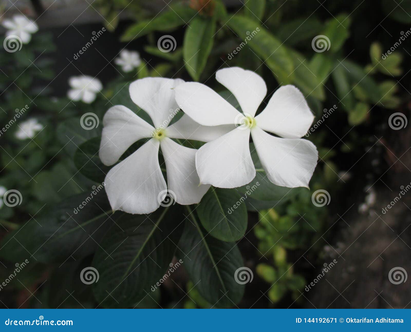 Close Up White Flower Periwinkle Stock Image - Image of garden ...
