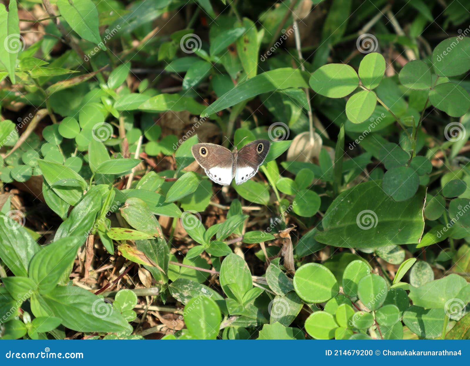 Close Up of a White Four Ring Butterfly on Grass Leaf with Grass Leaves ...