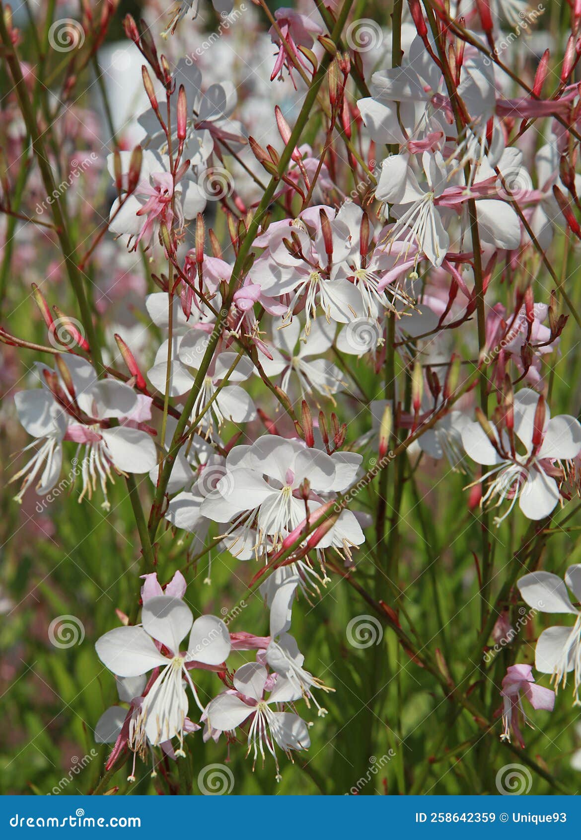 White gaura flowers stock image. Image of gardening - 258642359