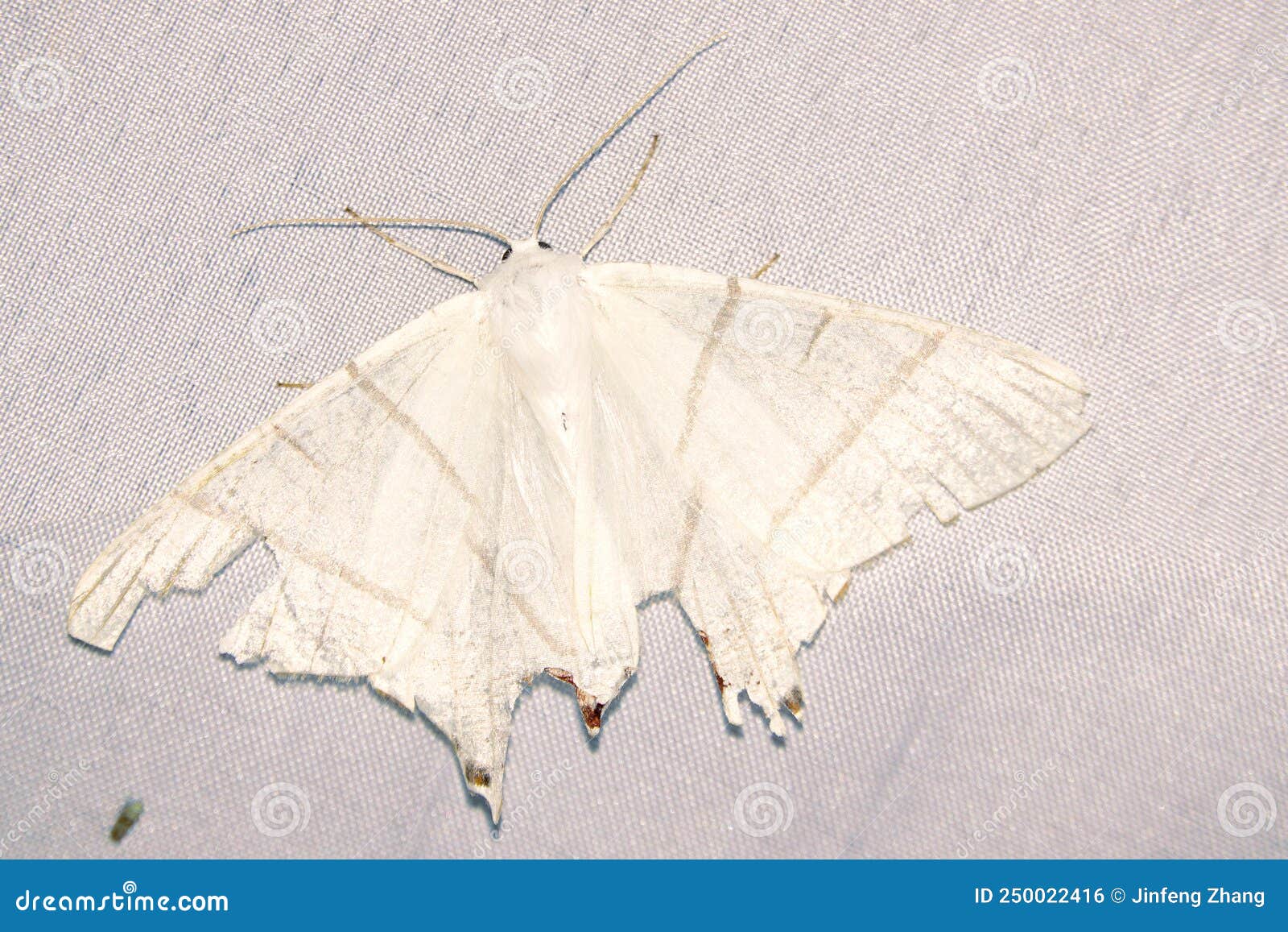 Geometridae moth stock photo. Image of damage, breakage - 250022416