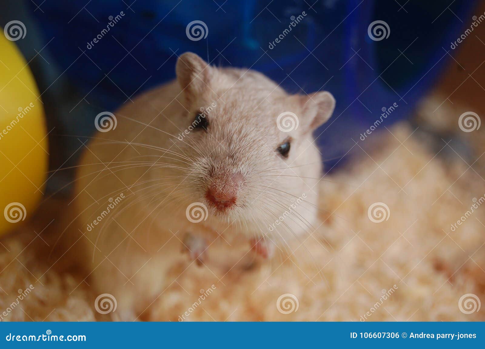 A cute white gerbil stock photo. Image of gerbils, face - 106607306