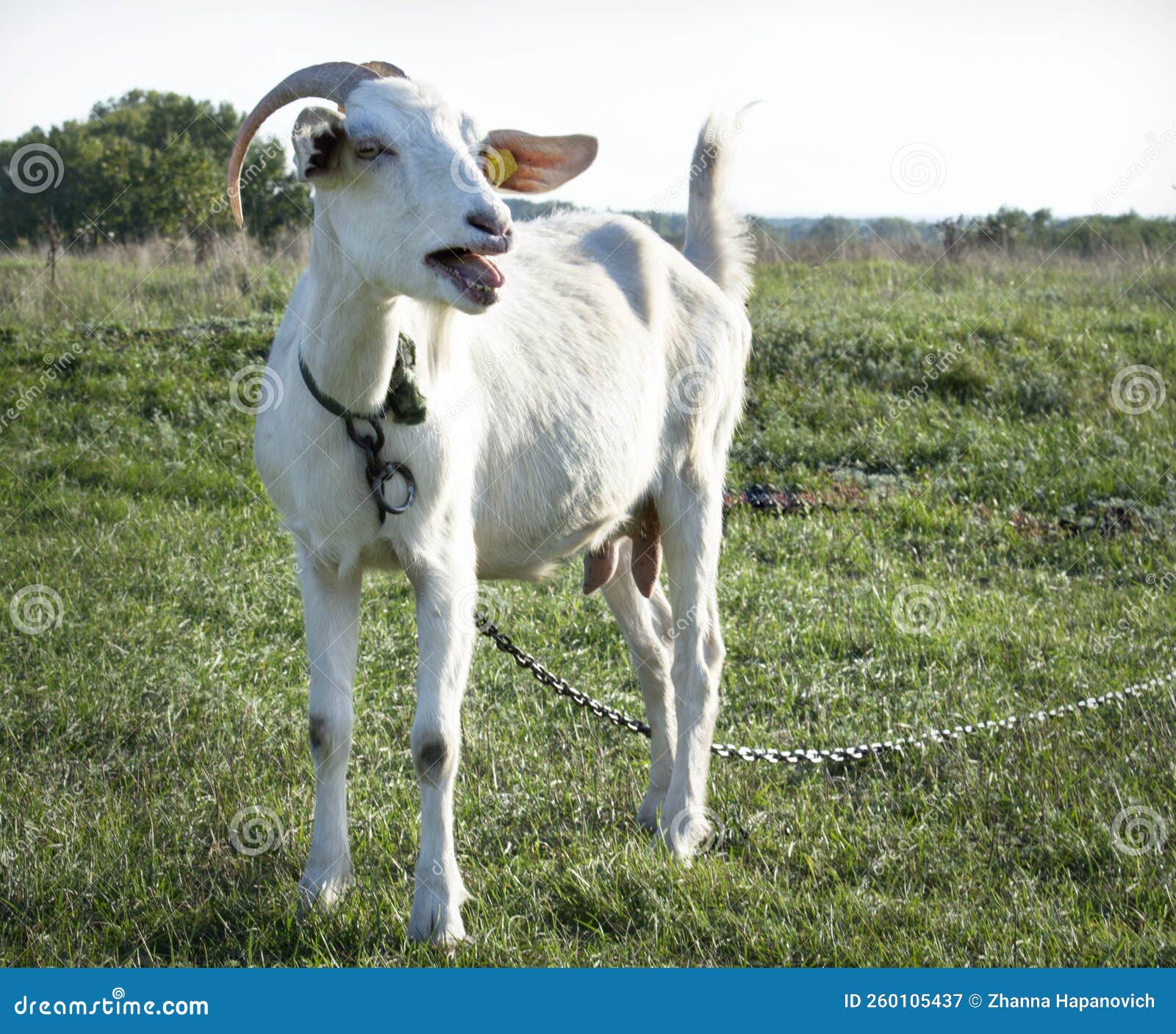 Close-up of a White Goat. Standing and Mooing on a Green Meadow Stock ...