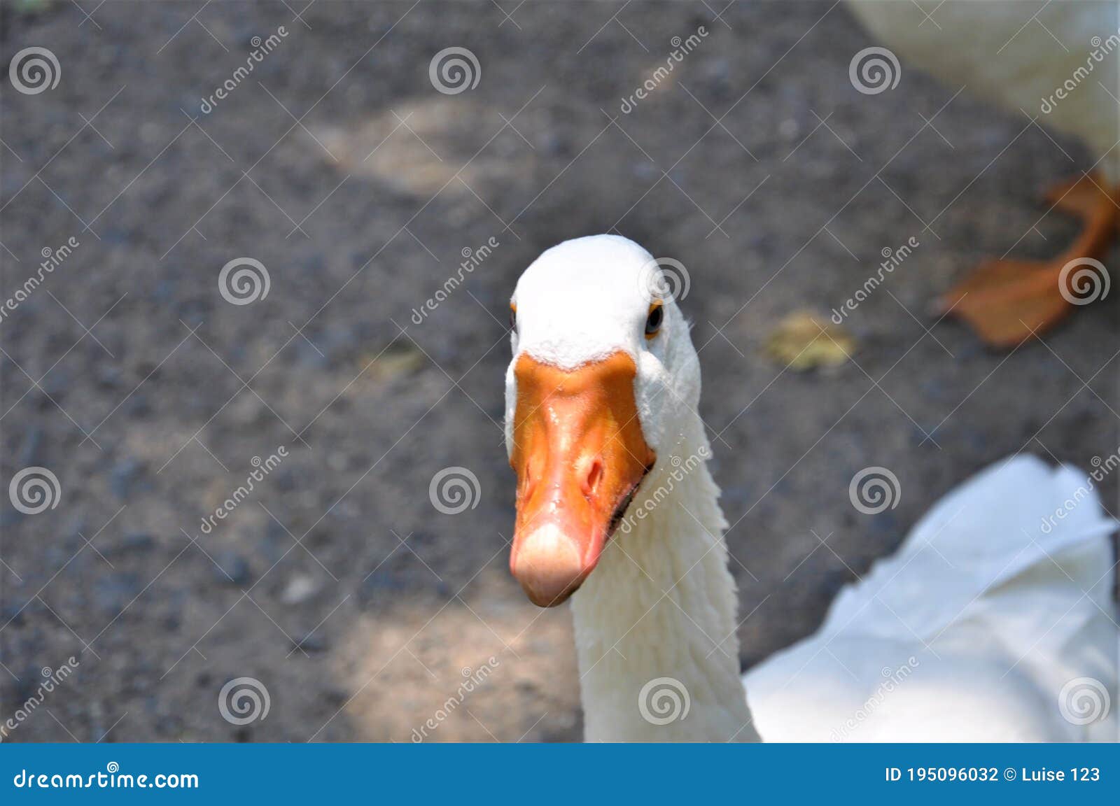 Close Up of a White Goose Head with an Orange Beak Against a Grey ...