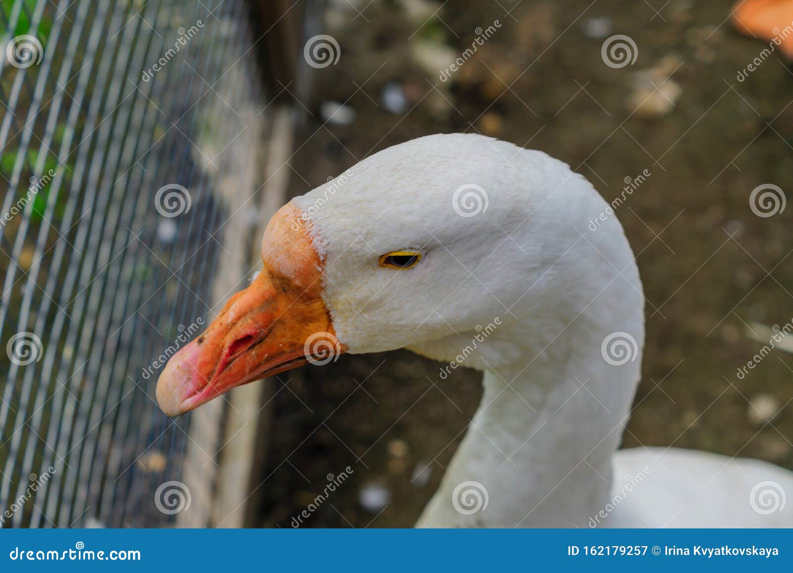 Close Up of White Goose Head Portrait with Orange Beak Stock Image ...