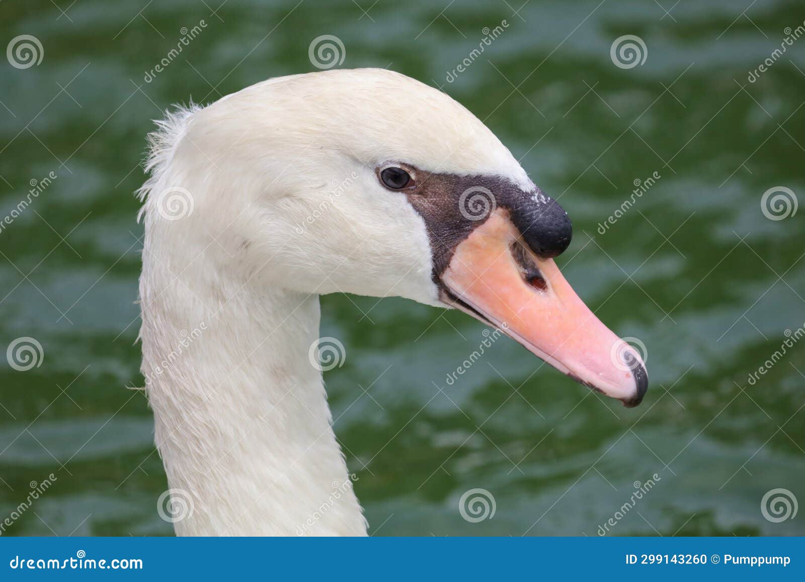 Close Up White Goose in River Stock Photo - Image of animal, brown ...