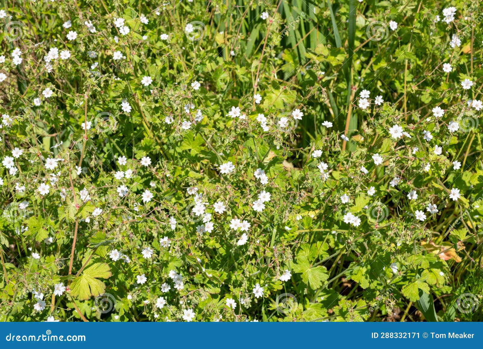 Hedgerow Geraniums (geranium Pyrenaicum Stock Image - Image of ...