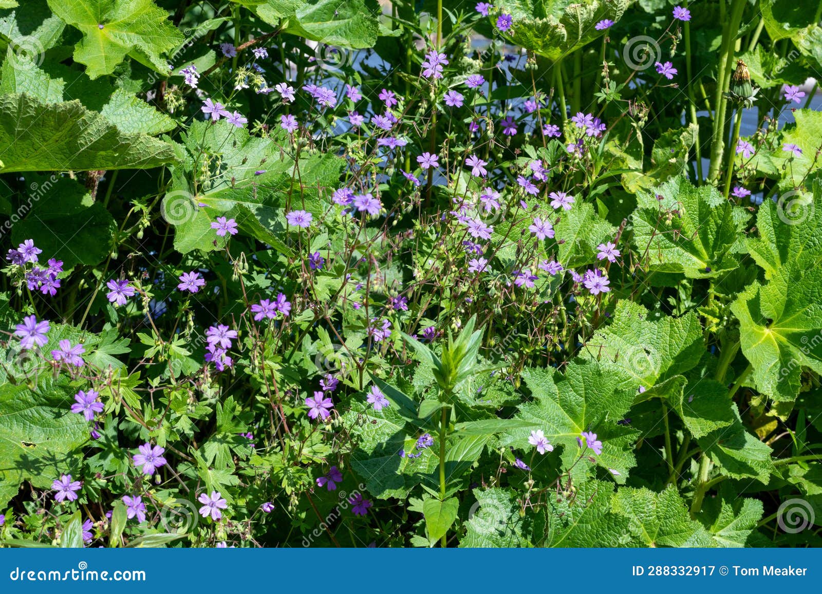 Hedgerow Geraniums (geranium Pyrenaicum Stock Image - Image of ...