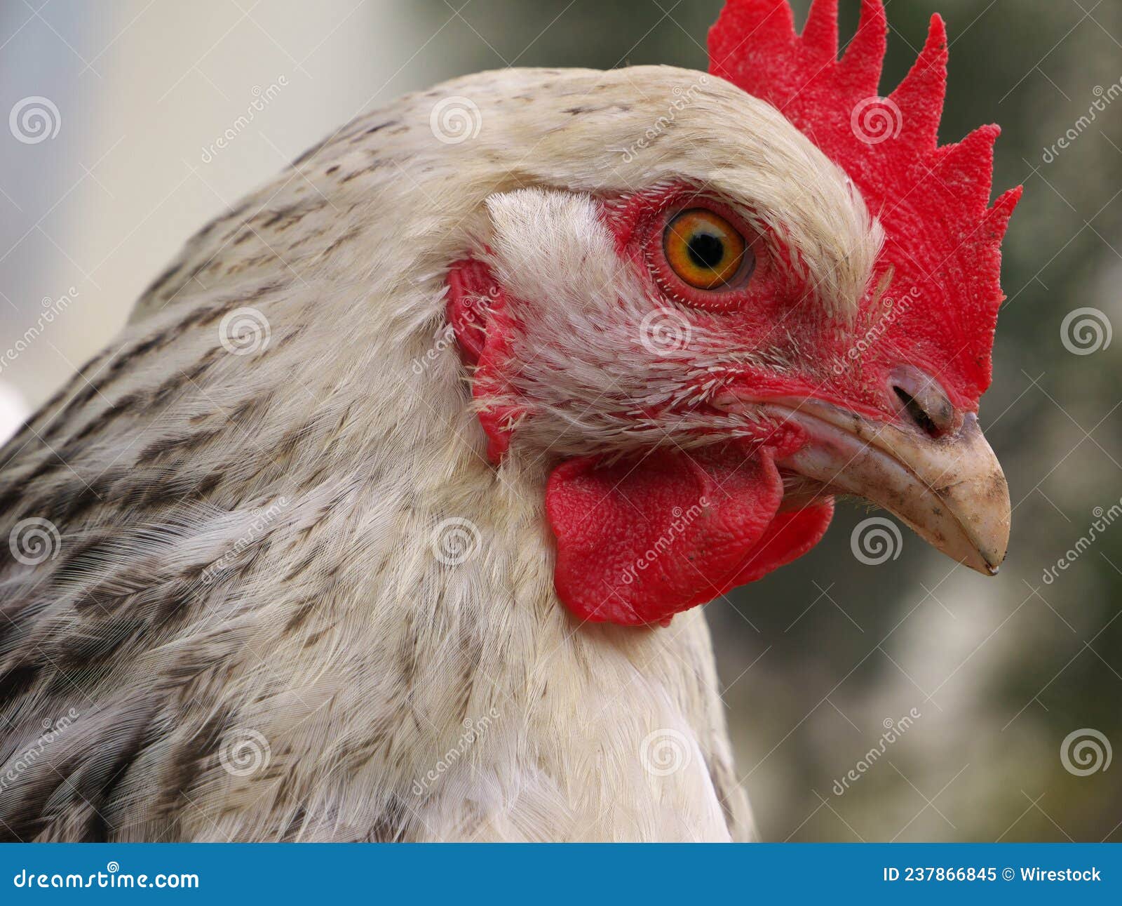 Close-up of a White Hen S Head Stock Image - Image of rooster ...