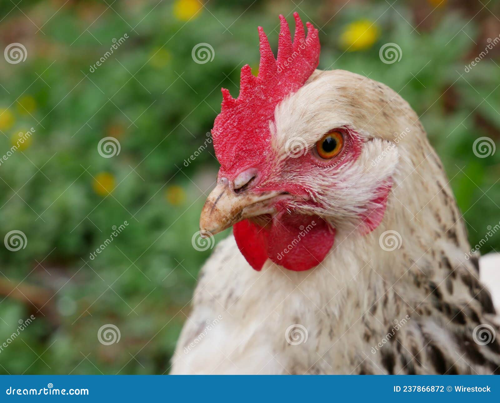 Close-up of a White Hen S Head Stock Photo - Image of closeup ...