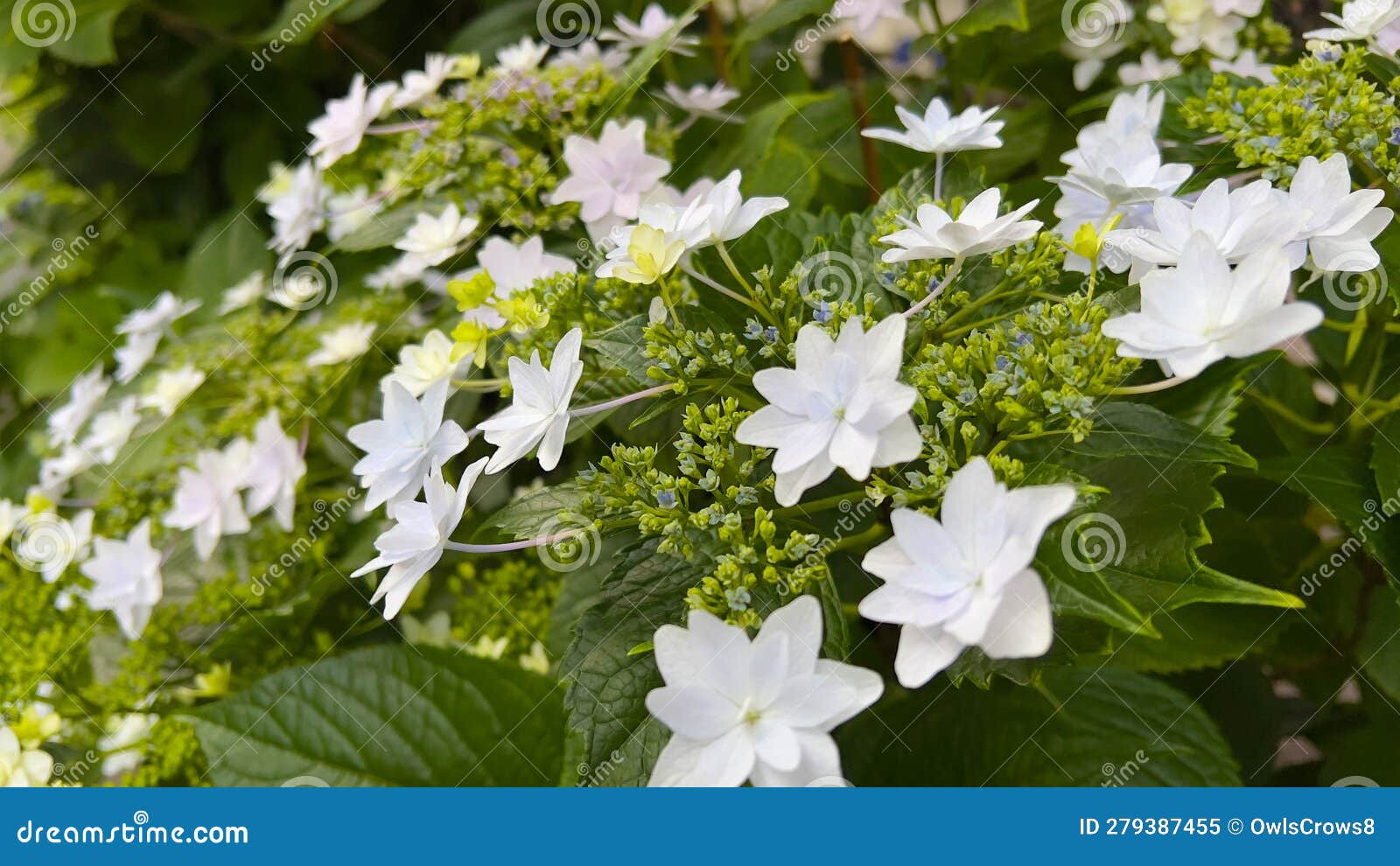 Close-up of White Hydrangea (dance Party) Stock Image - Image of ...