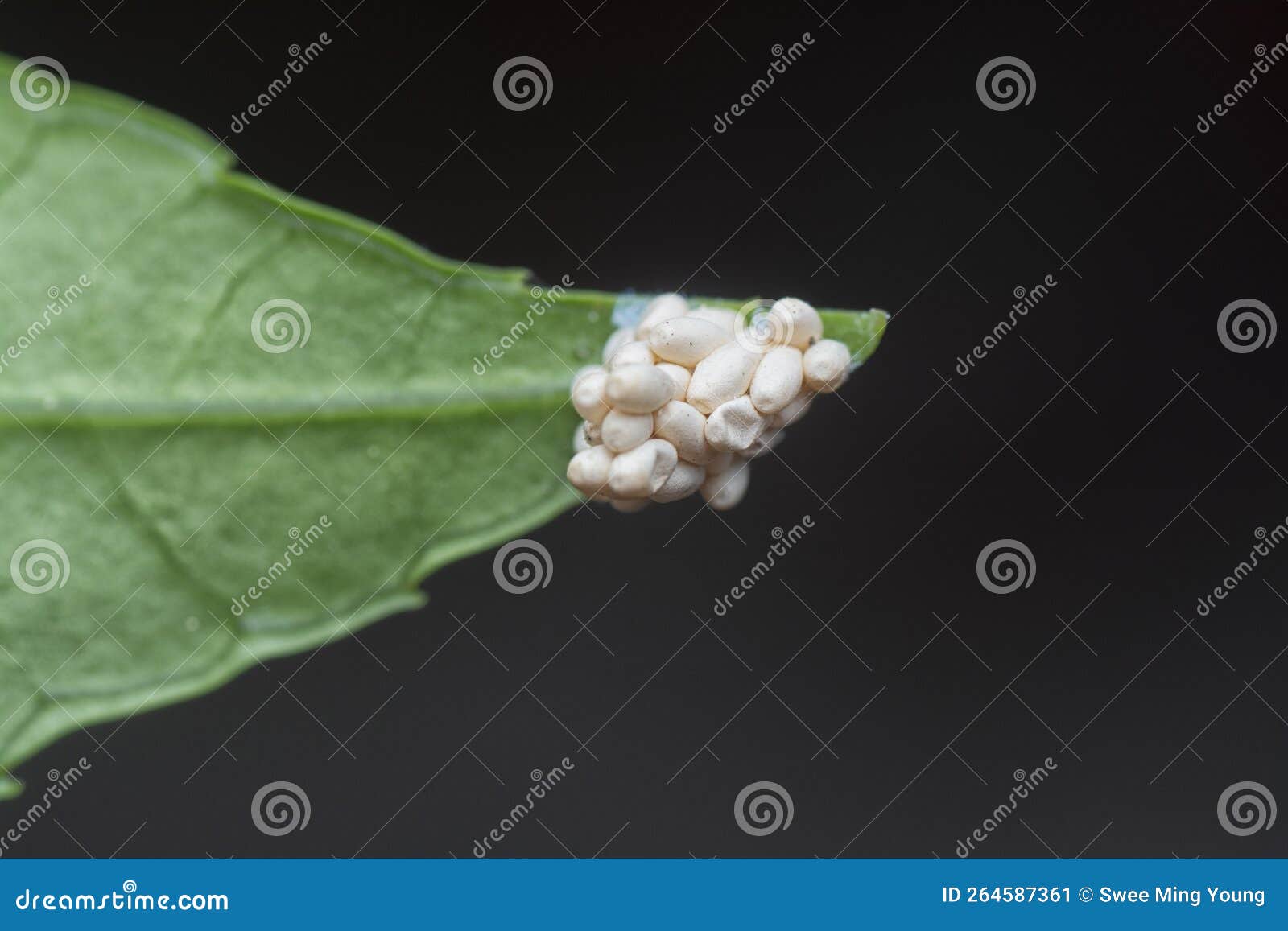 Close Up of the White Hyperparasite Hanging on the Tip End of the Grass ...