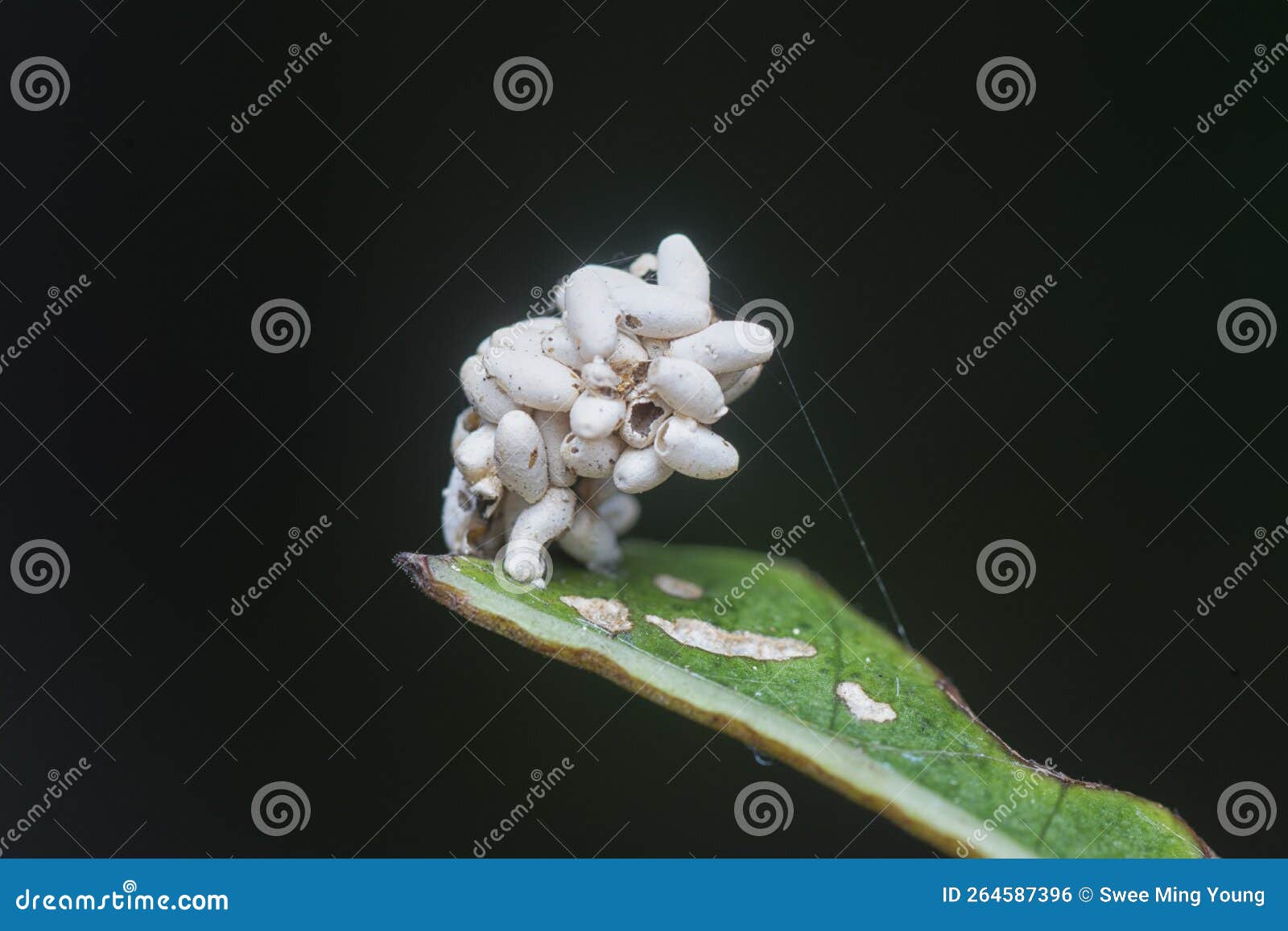 Close Up of the White Hyperparasite Hanging on the Tip End of the Grass ...