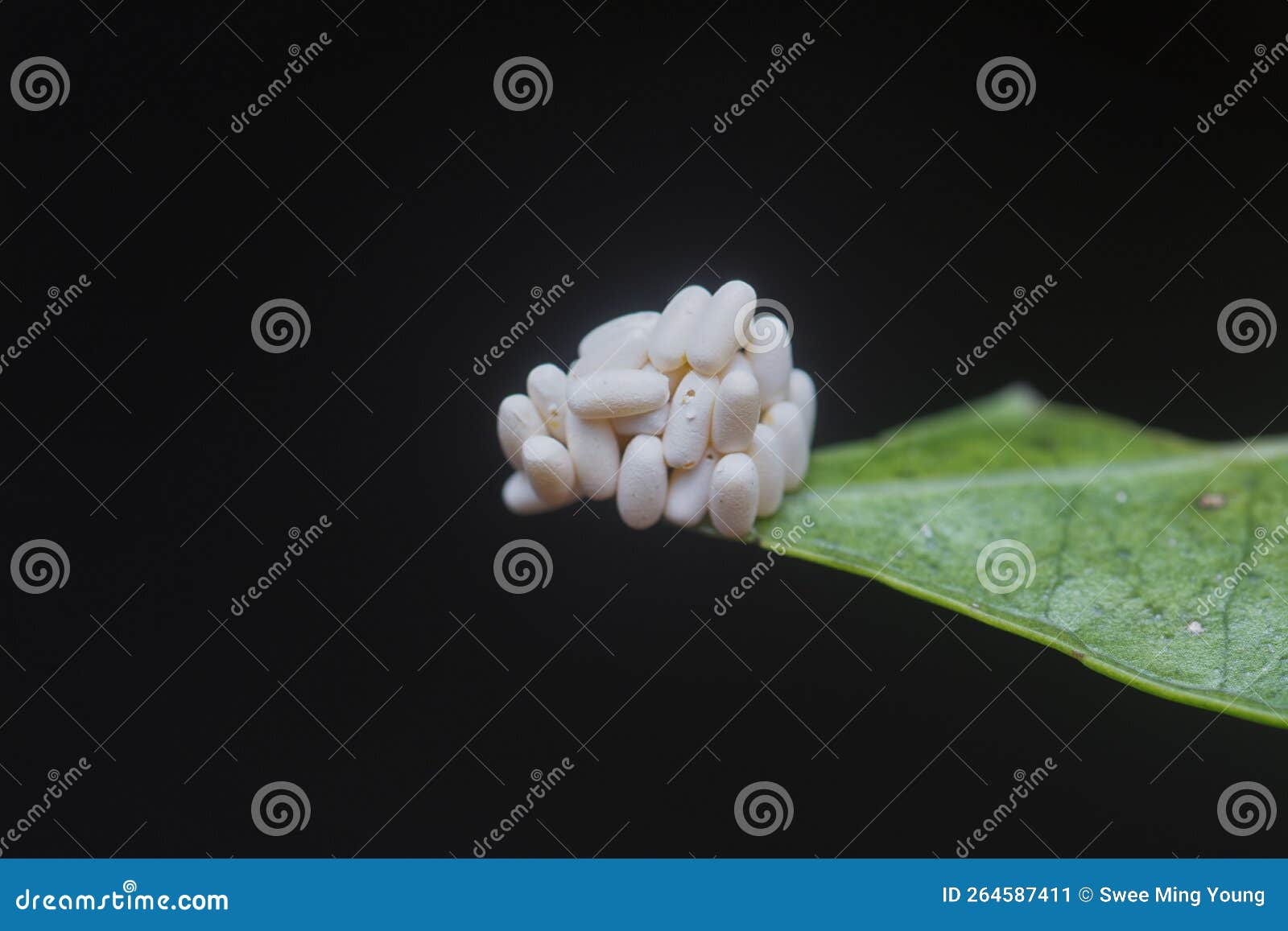 Close Up of the White Hyperparasite Hanging on the Tip End of the Grass ...