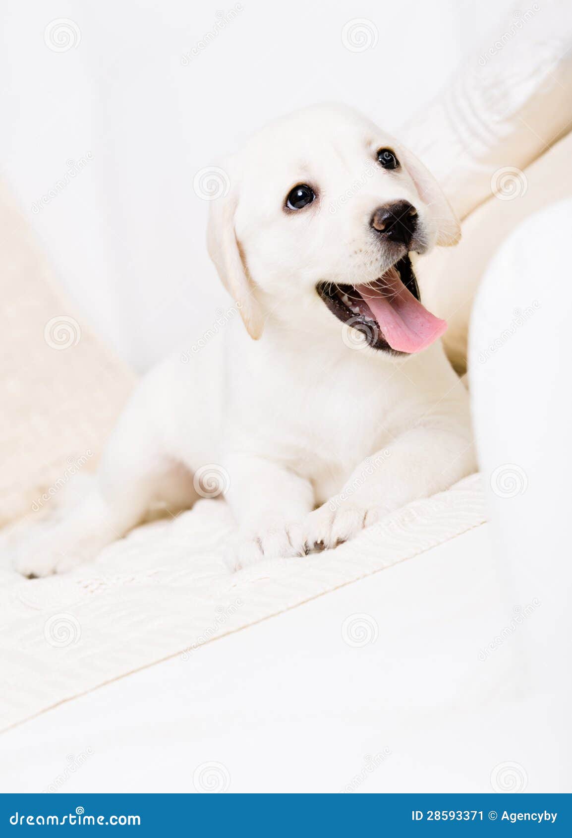 Close Up of White Labrador Puppy Lying on the Sofa Stock Image - Image ...