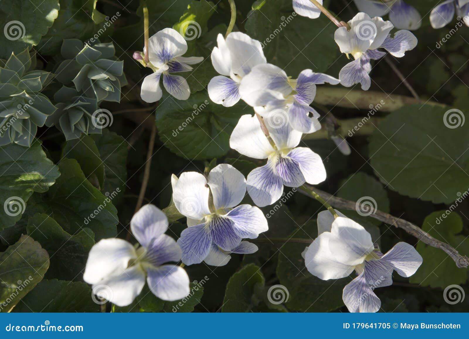 Wild Violets in the Sunshine Stock Image - Image of white, leaves ...