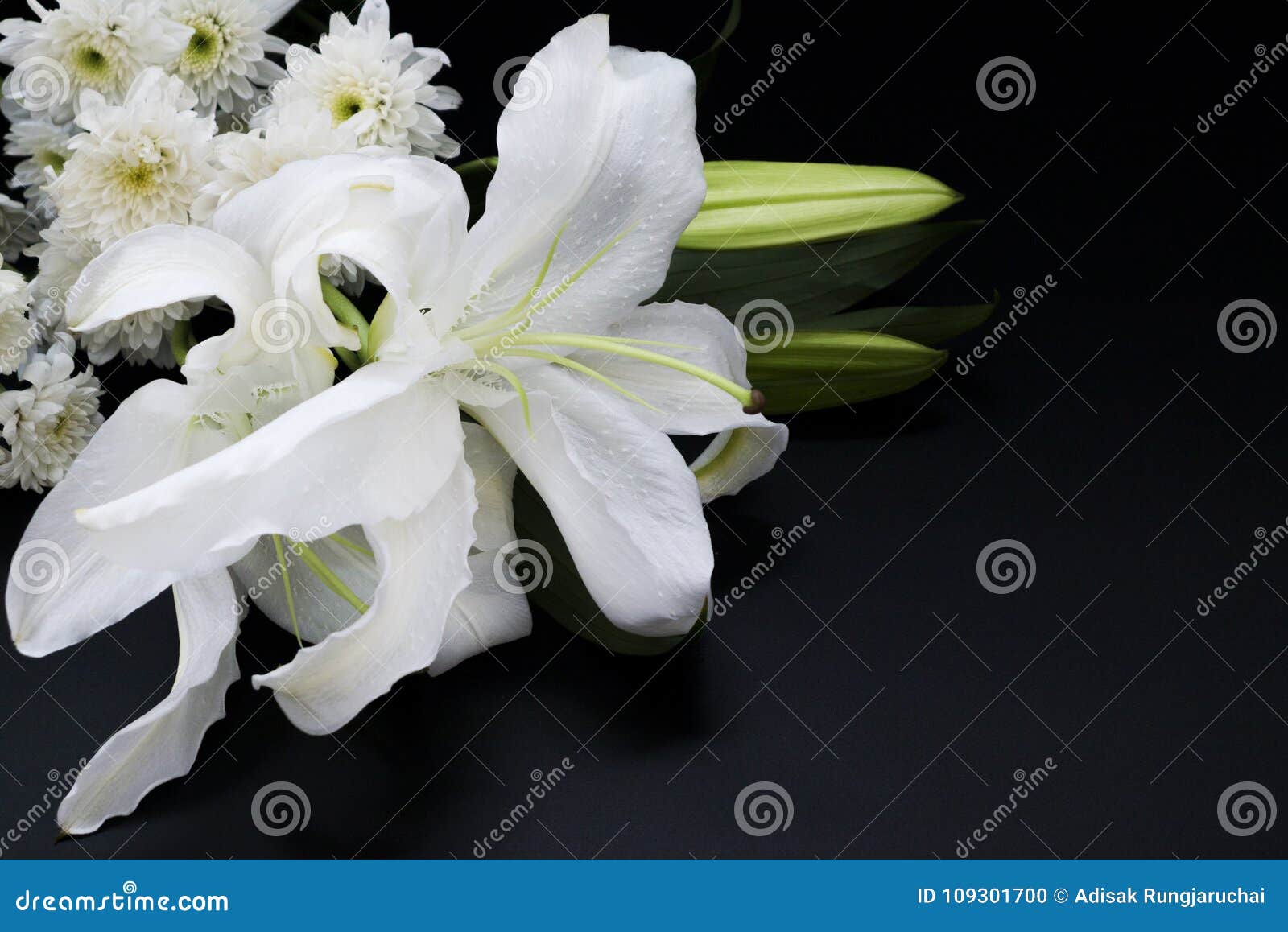 Close Up White Lilly on a Dark Background Stock Photo - Image of flower ...