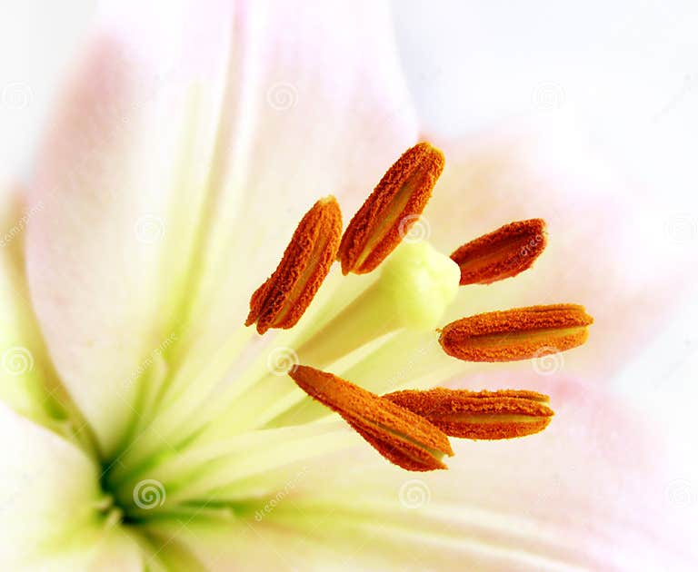 Close-up of a white lily stock photo. Image of stamen, flowers - 16210