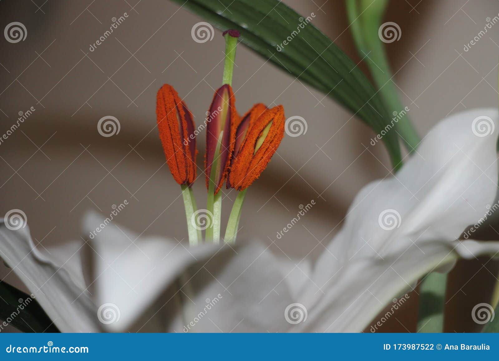A Close-up of a White Lily Stamen with Dark Red Pollen Stock Photo ...