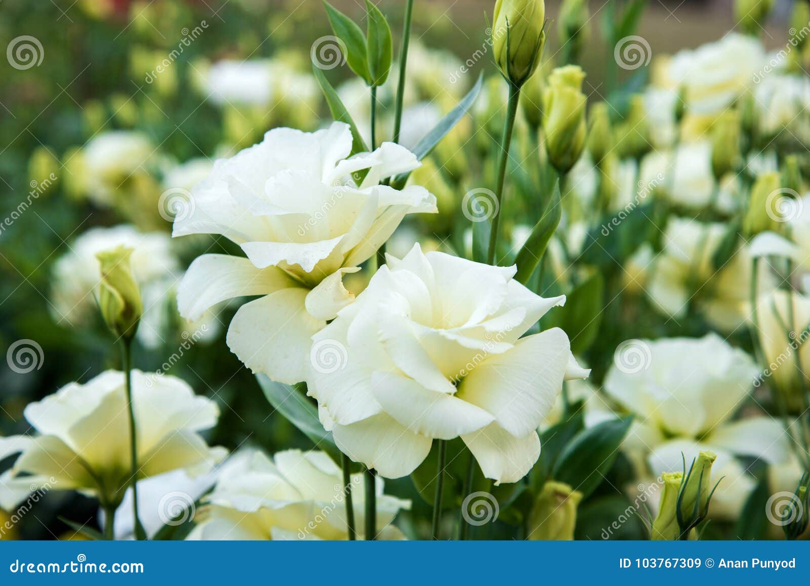 White Lisianthus Flowers On Yellow Background Stock Photography ...