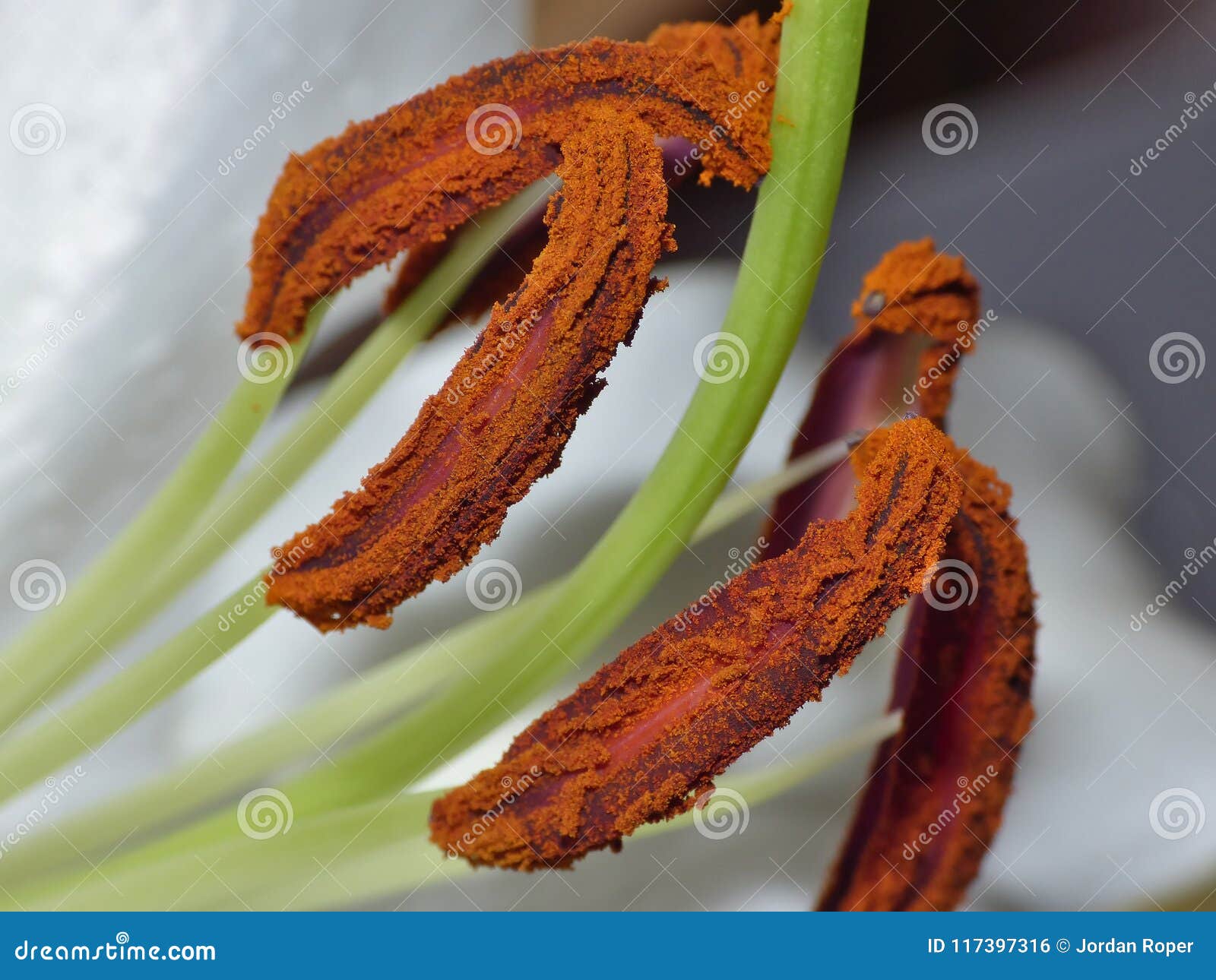 Macro of White Long Stem Lily Stock Photo - Image of macro, blooming ...