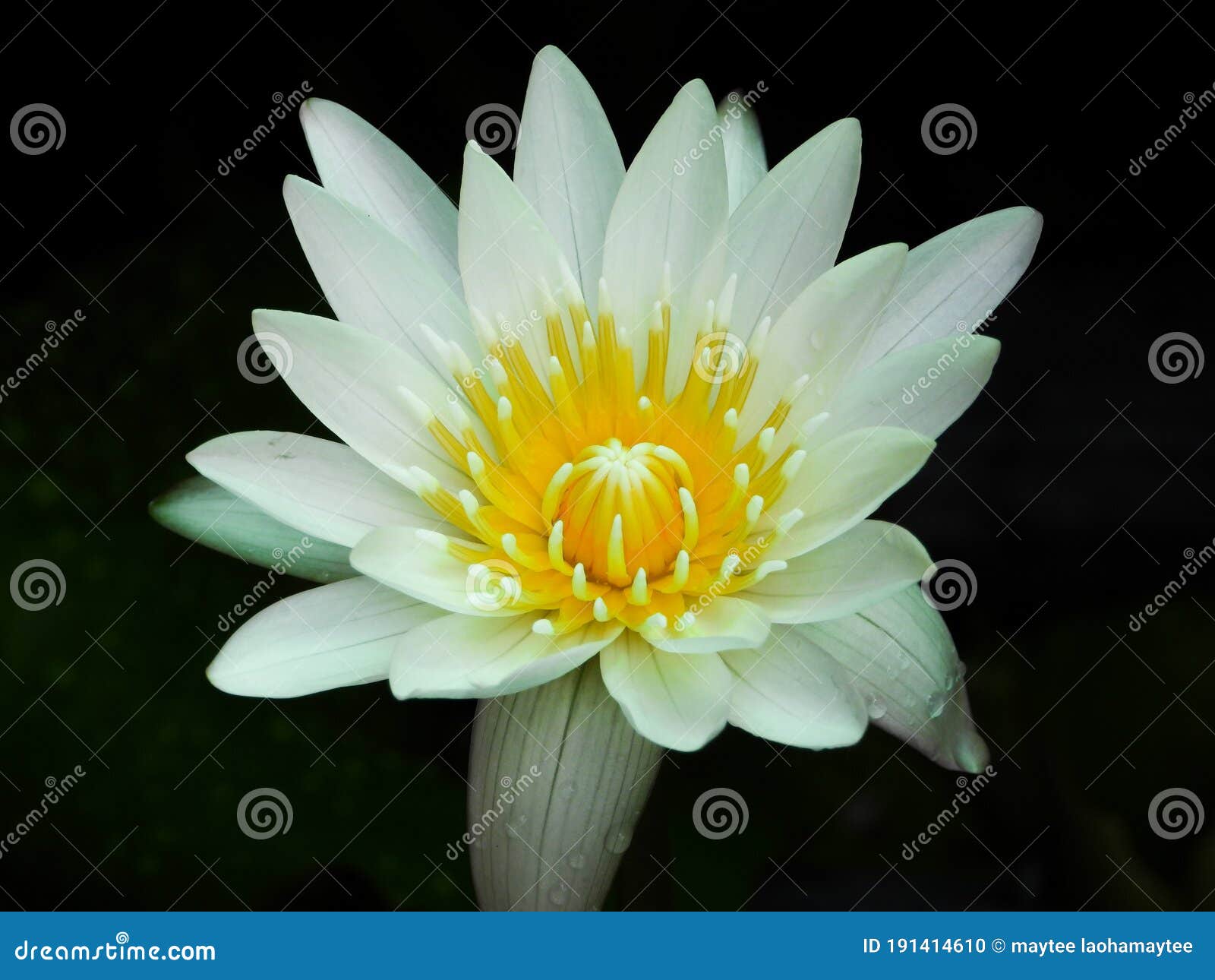 Close Up of White Lotus Against Dark Background. Stock Photo - Image of ...
