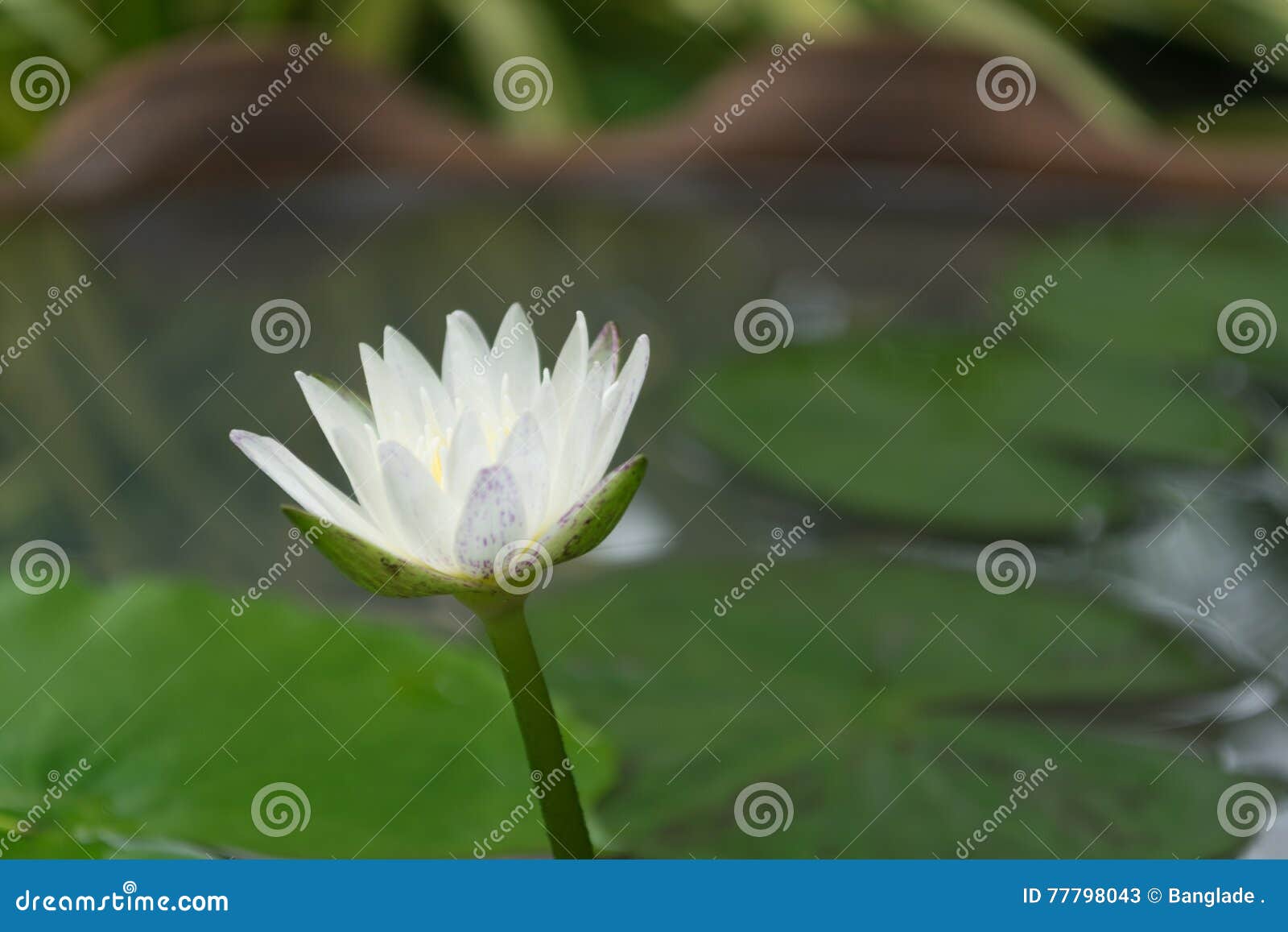 Close up White Lotus stock image. Image of lake, closeup - 77798043