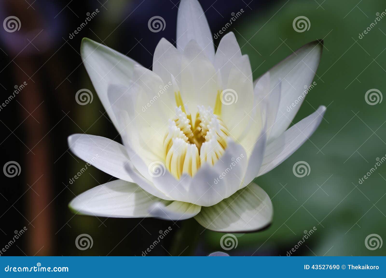 Close up white lotus stock photo. Image of leaf, asia - 43527690