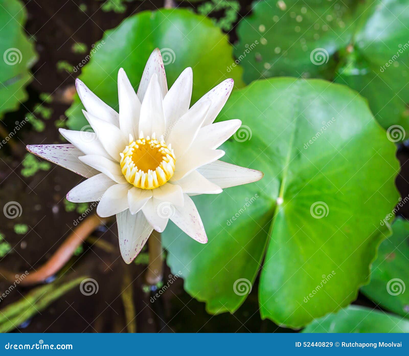 Close Up White Lotus Flower Stock Image - Image of close, lily: 52440829