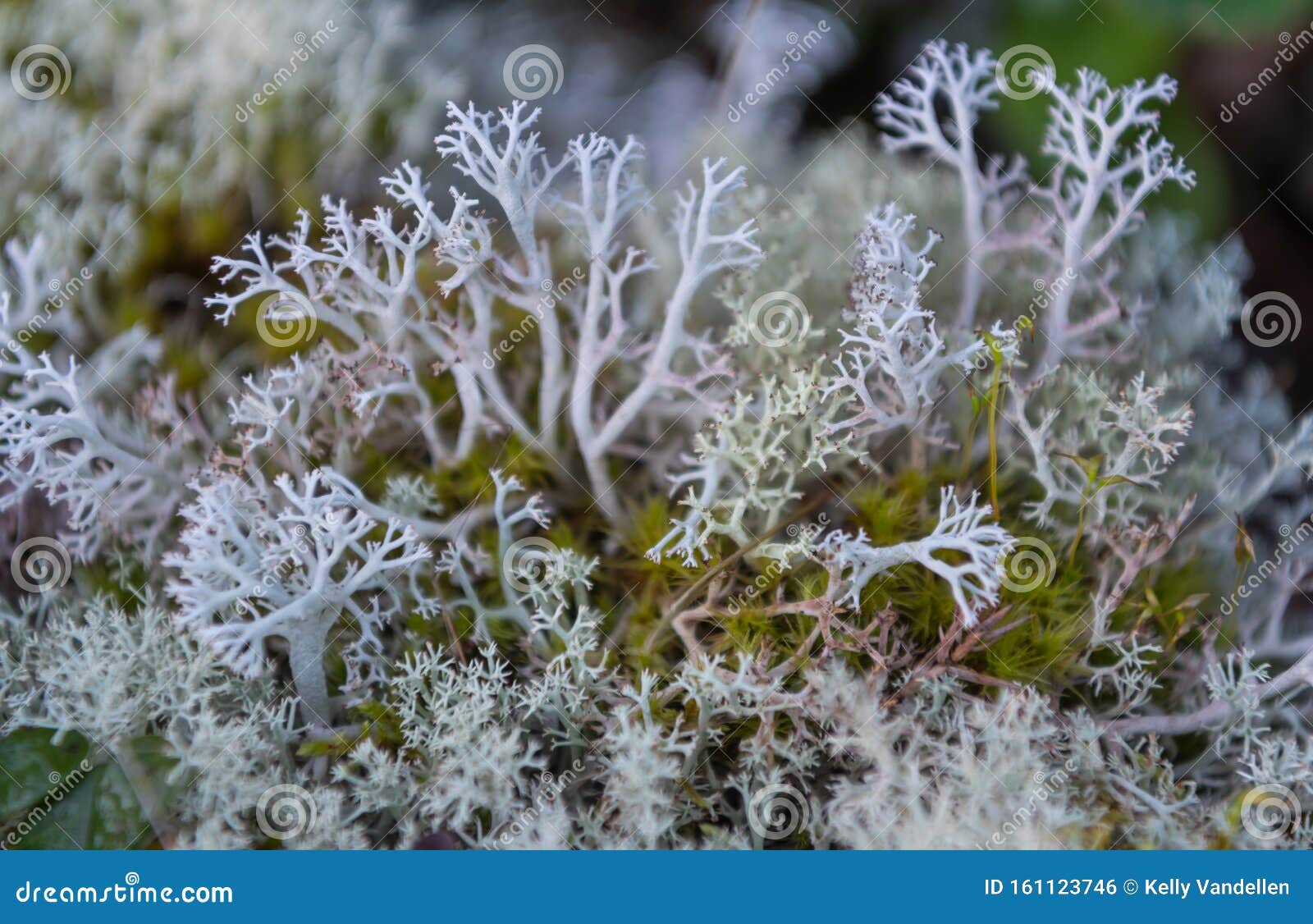 Close Up of White Moss stock photo. Image of moss, fungus - 161123746