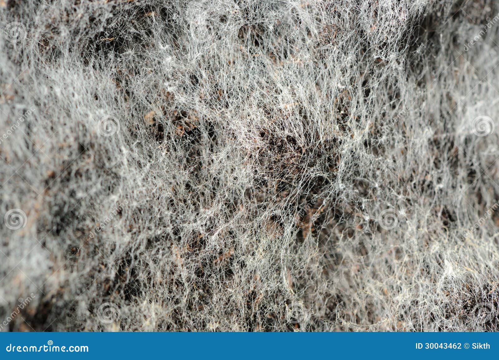 While Mould Close-Up stock photo. Image of fungal, horizontal - 30043462