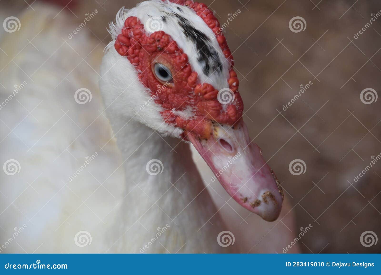 Close Up of a White Muscovy Duck Stock Photo - Image of animal, mammal ...