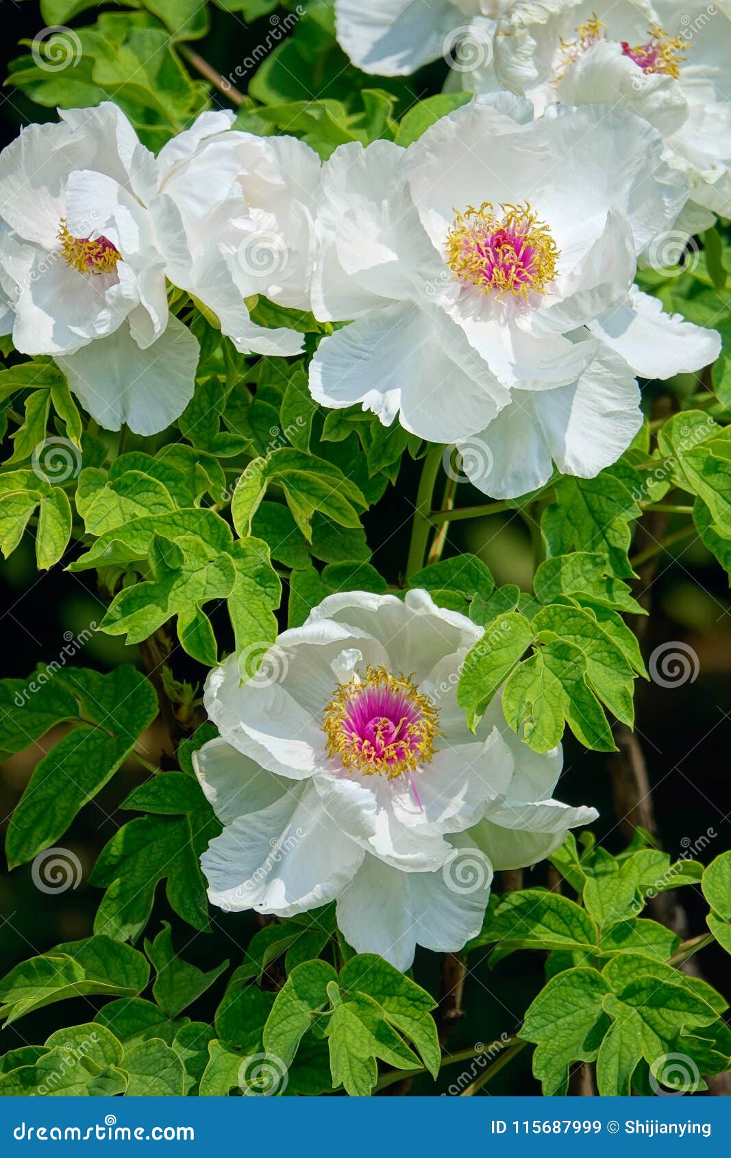 Peony Flowre Stock Photos - Free & Royalty-Free Stock Photos from ...