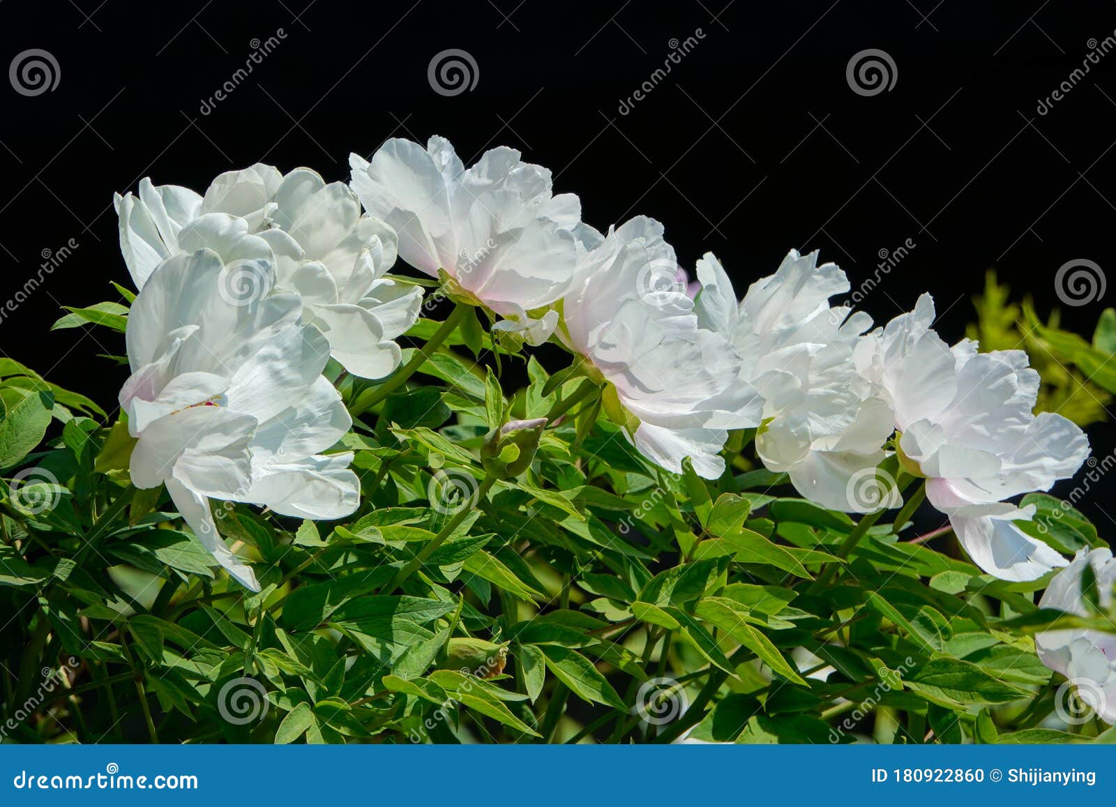 Peony flowre stock photo. Image of flower, peony, petals - 180922860