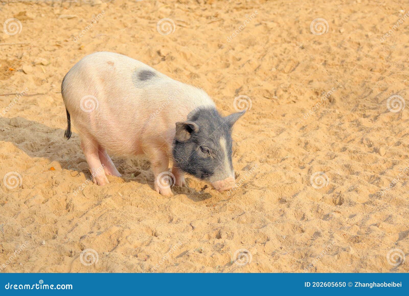 Pig stock photo. Image of graziery, pigsty, mammals - 202605650