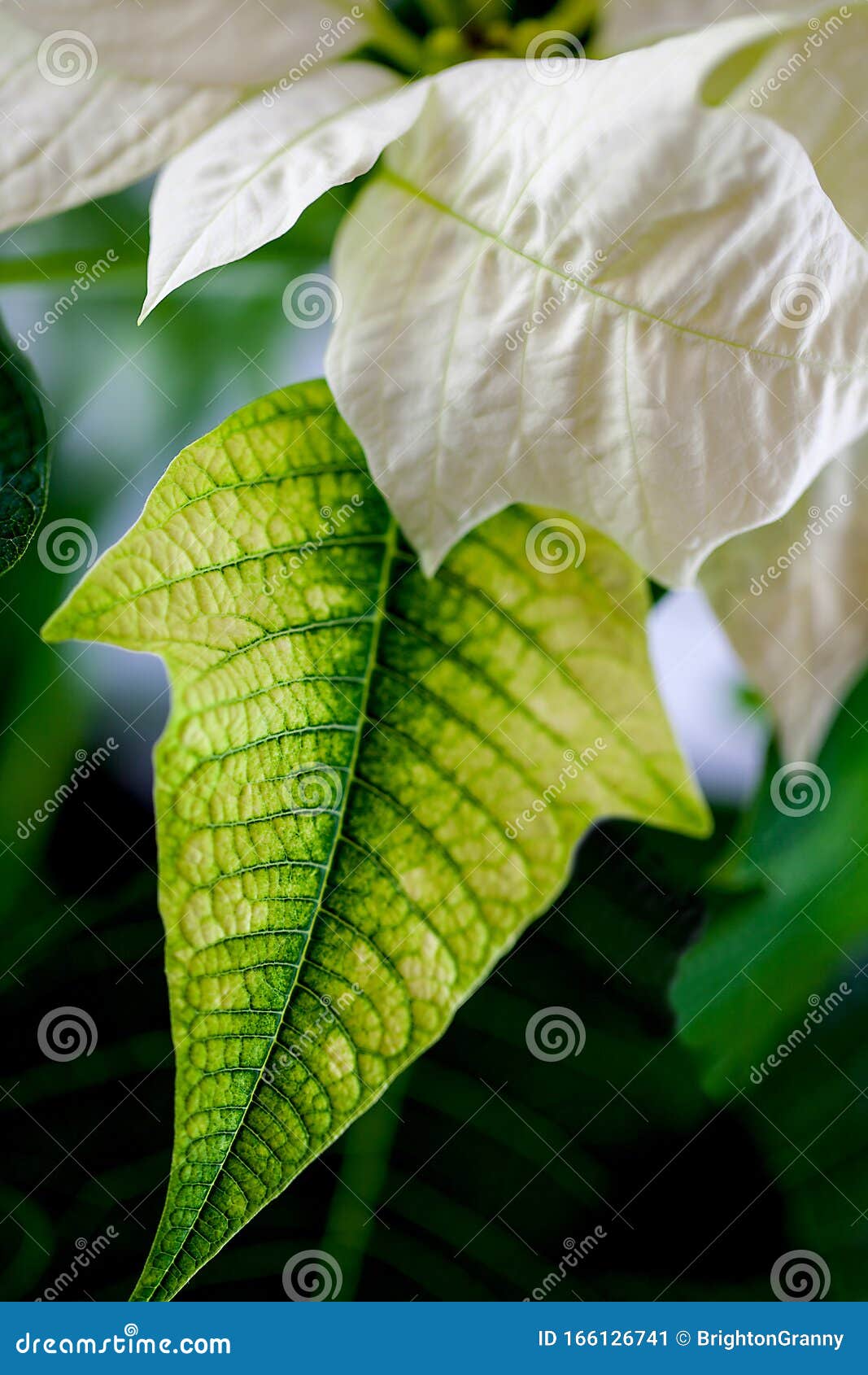 White poinsettia bract stock image. Image of seasonal - 166126741