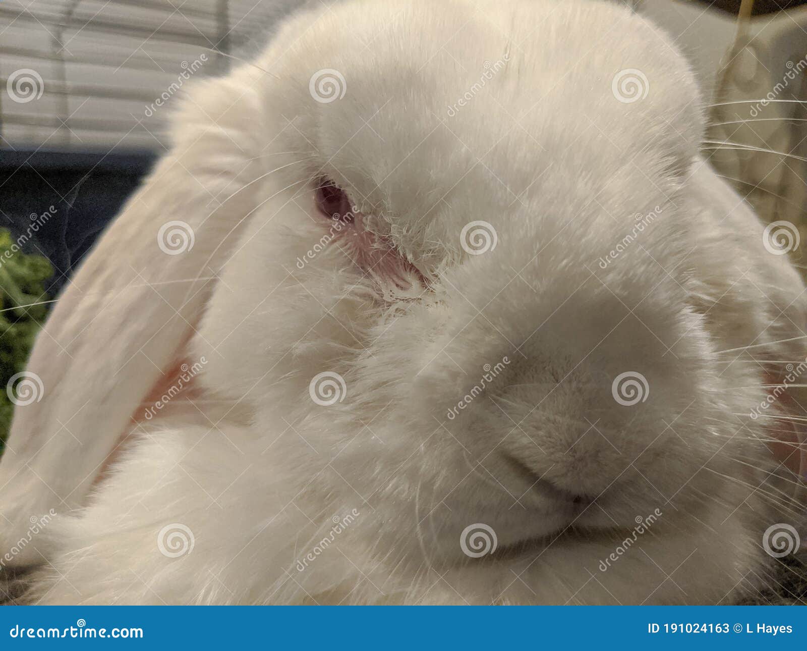 Close-up of a white rabbit stock image. Image of skin - 191024163