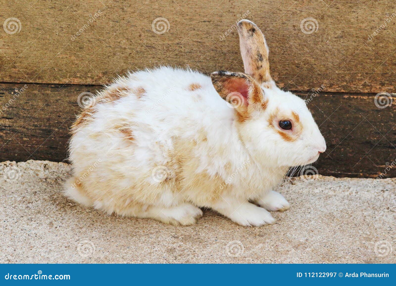 Close Up a White Rabbit on the Ground Stock Image - Image of ears ...