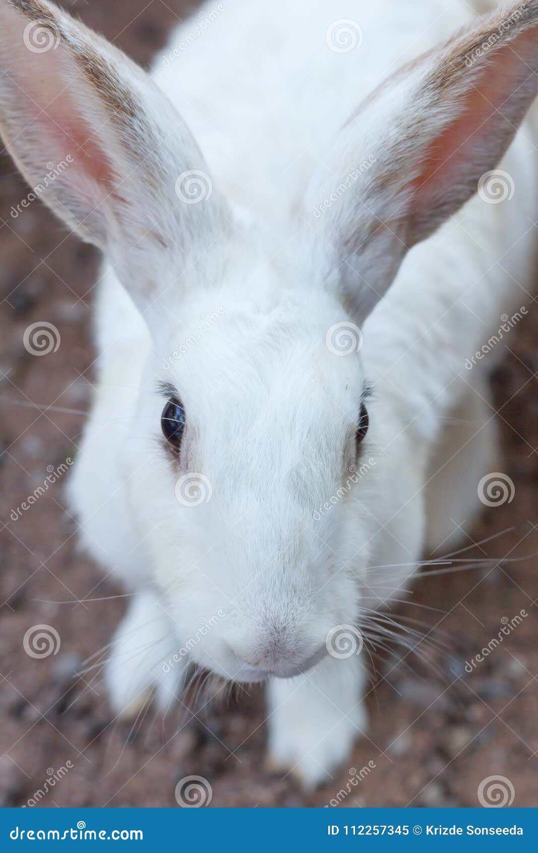 Close-up White Rabbit Select Focus Blurry Background,Beautifull White ...
