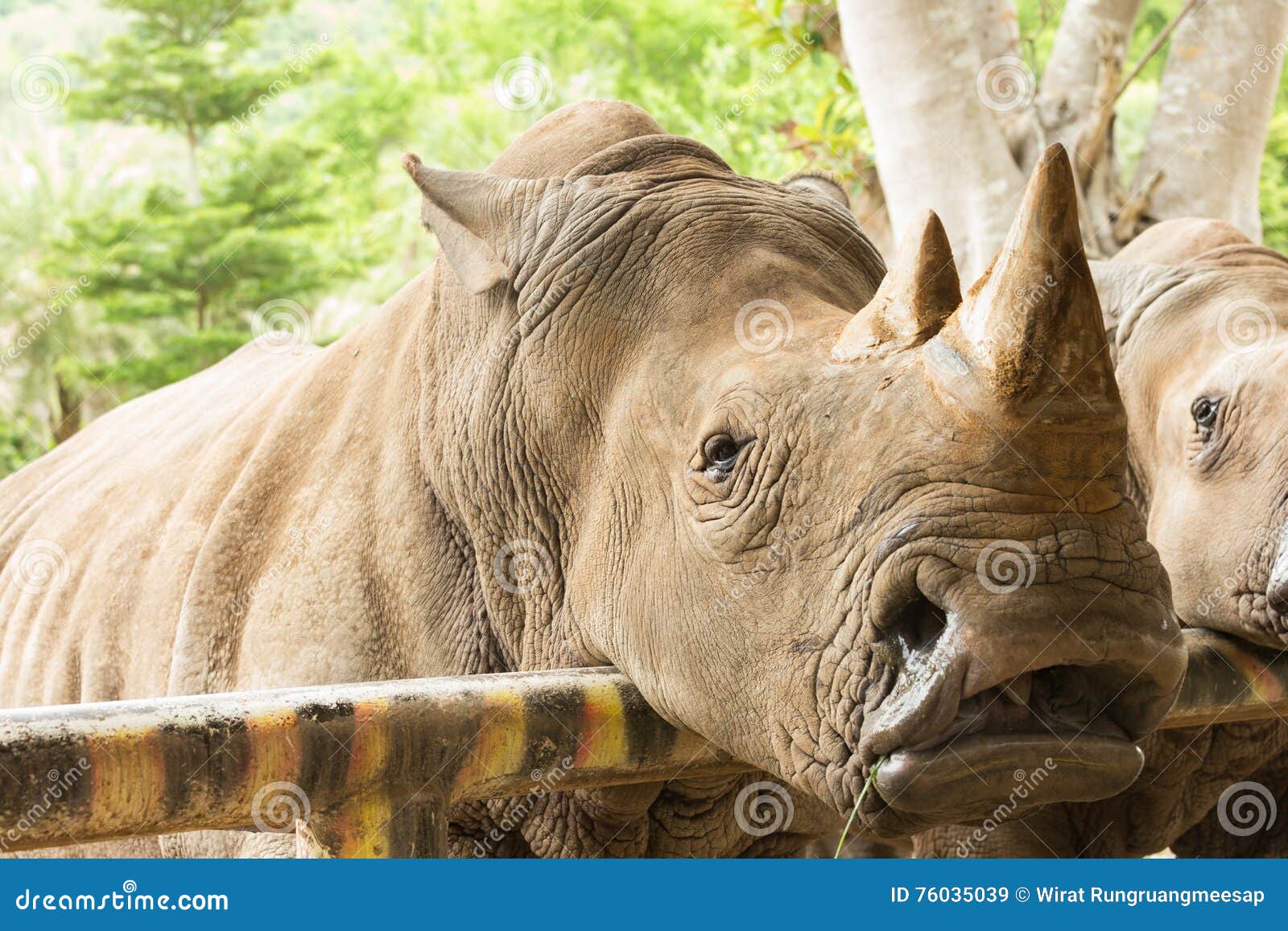 Close Up the White Rhinoceros Stock Image - Image of rhino, group: 76035039