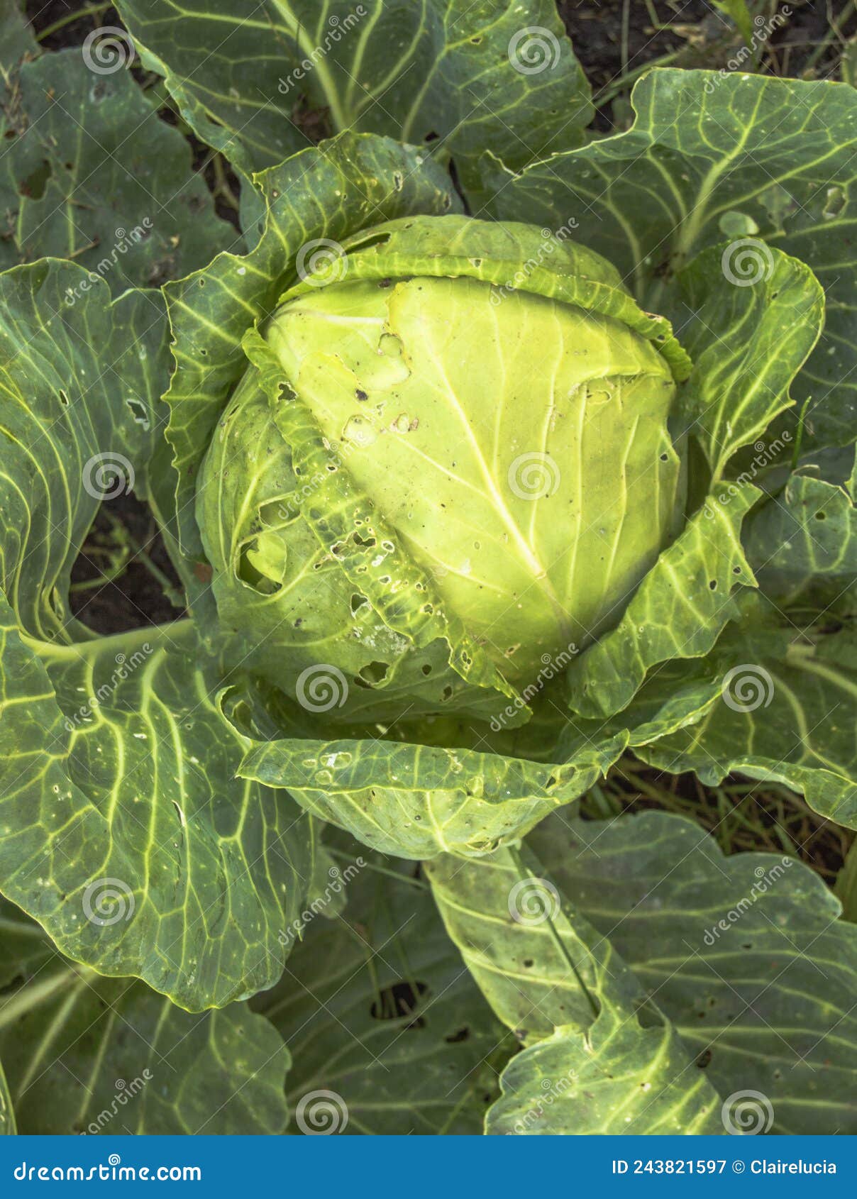Close-up of White Ripe Cabbage, Top View. Organic Vegetable Vertical ...