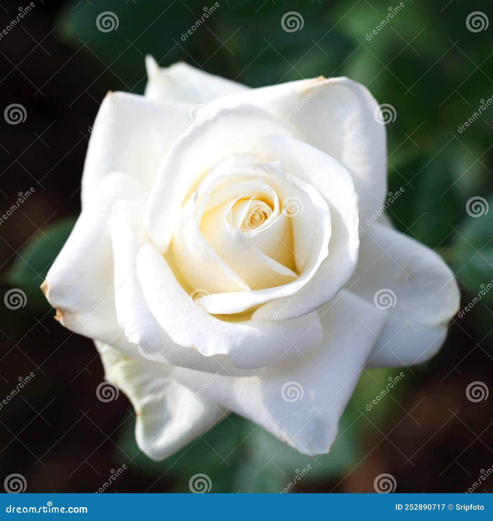 Close up of white rose stock image. Image of holiday - 252890717