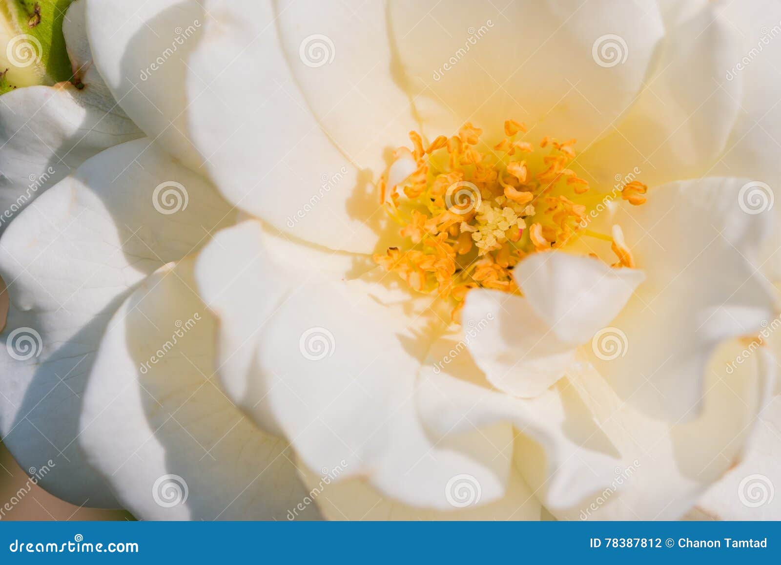 Close Up White Rose Flower Texture. Stock Photo - Image of garden ...