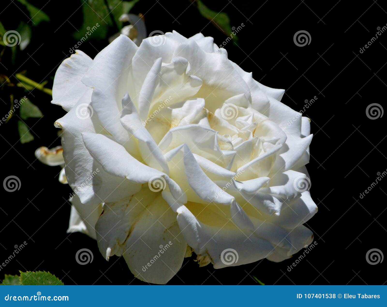 Close up of a white rose stock photo. Image of flower - 107401538
