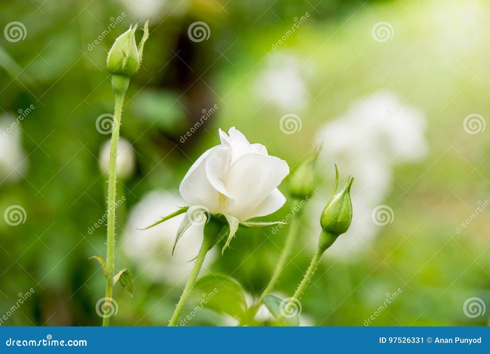 Close Up White Rose and Rose Bud Tree in Garden Stock Image - Image of ...