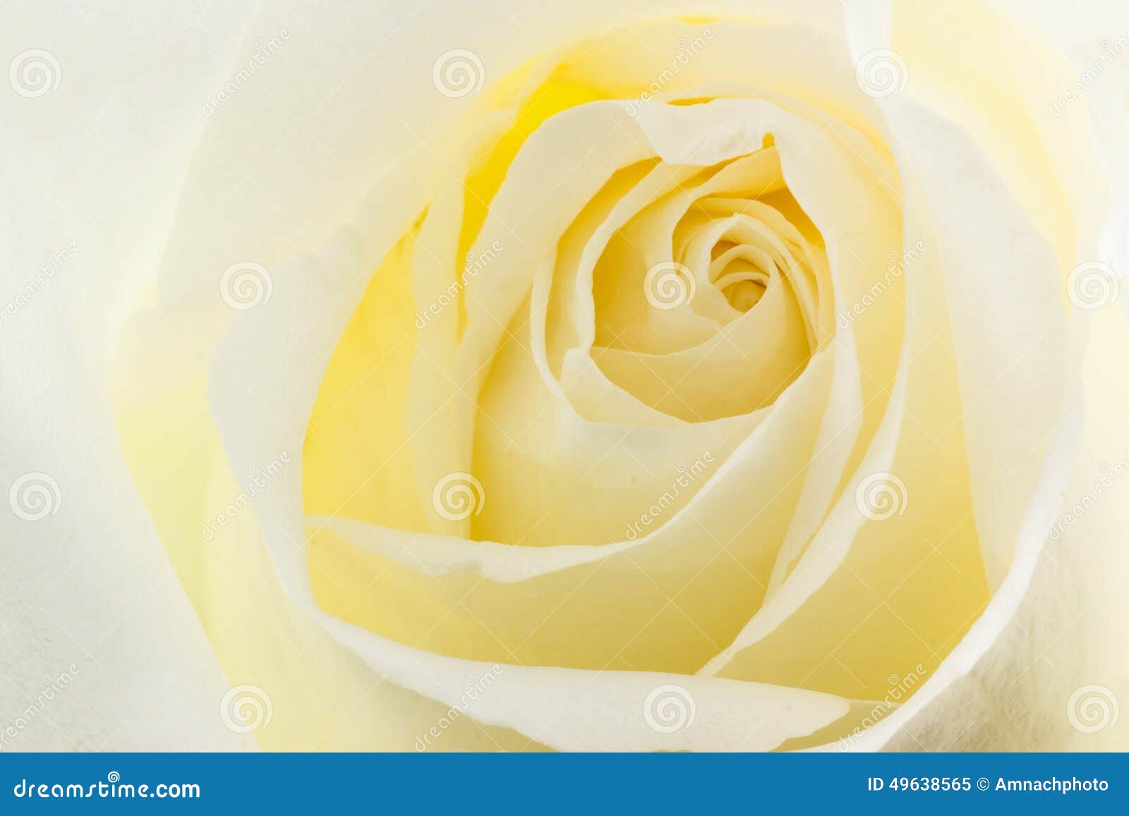Close up White rose. stock image. Image of freshness - 49638565