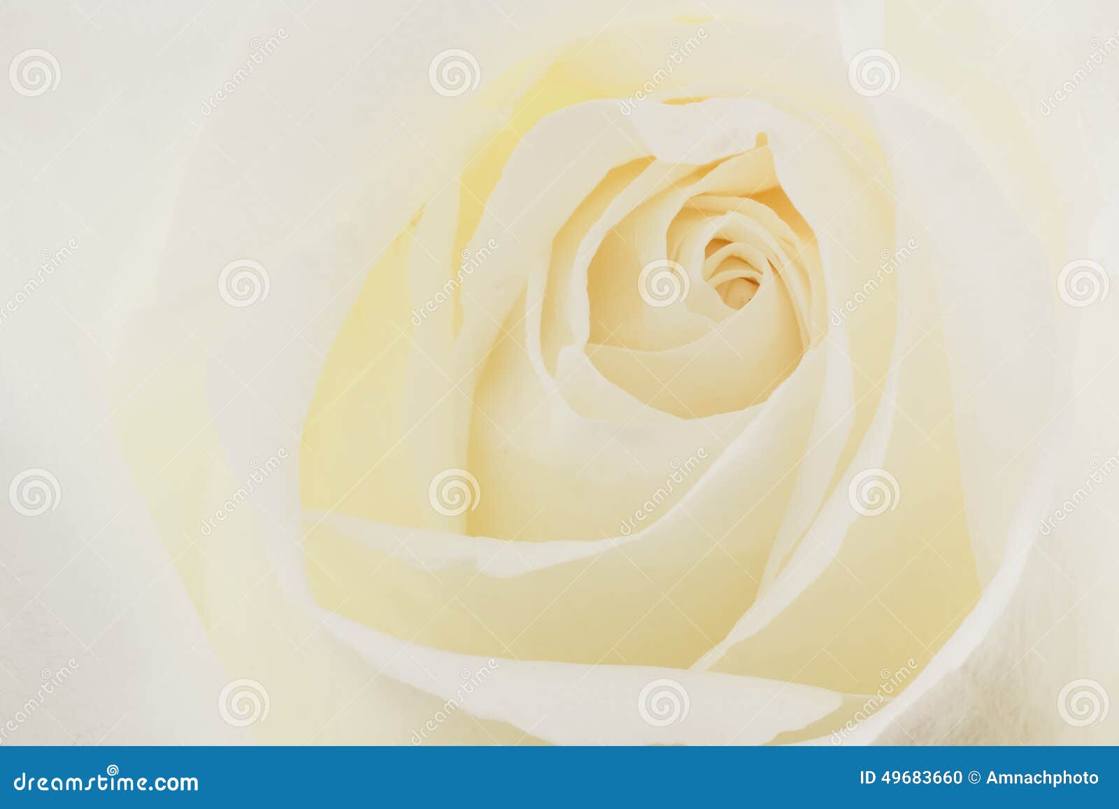 Close up White rose. stock photo. Image of pattern, field - 49683660