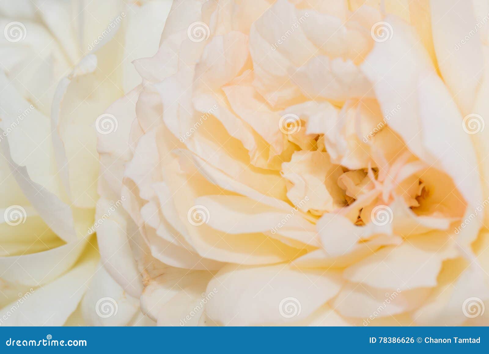 Close Up White Rose Texture with Soft Focus. Stock Photo - Image of ...