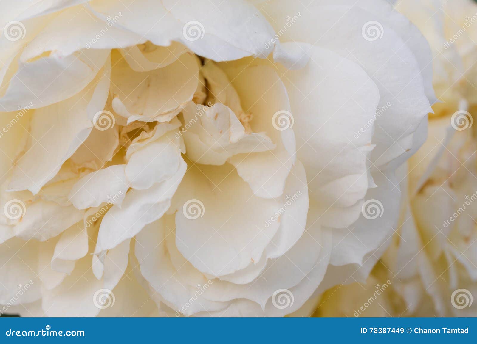 Close Up White Rose Texture with Soft Focus. Stock Image - Image of ...