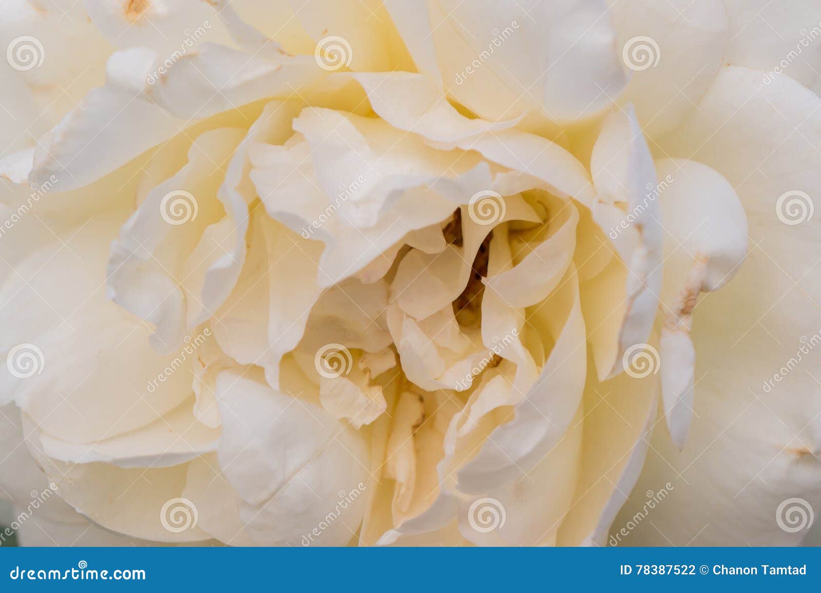 Close Up White Rose Texture with Soft Focus. Stock Photo - Image of ...
